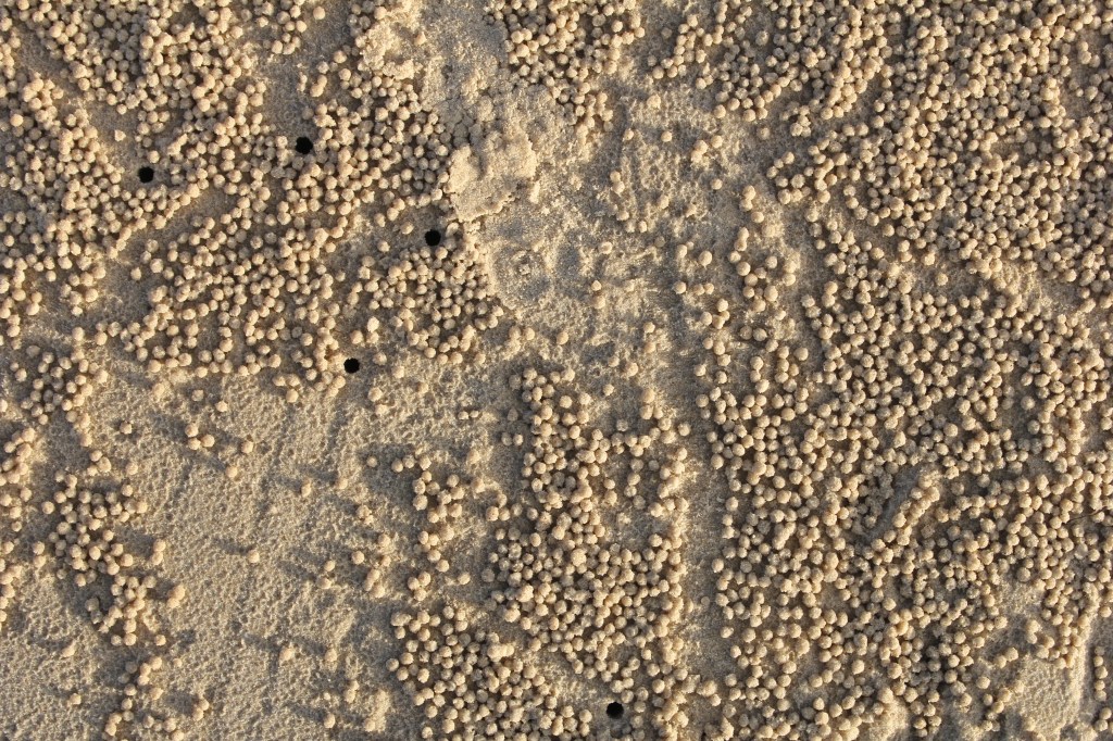 Parsnip & Sweet Potato Fries – highgate hill kitchen